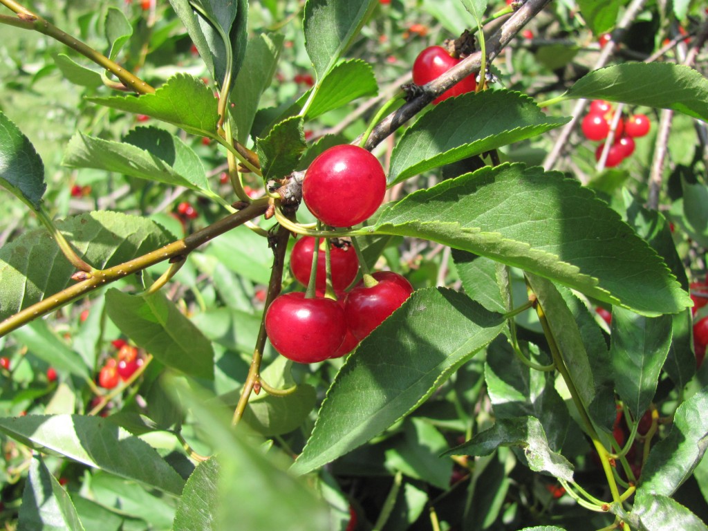 The beautiful, bountiful, broken cherry tree. – Kathi Waligora
