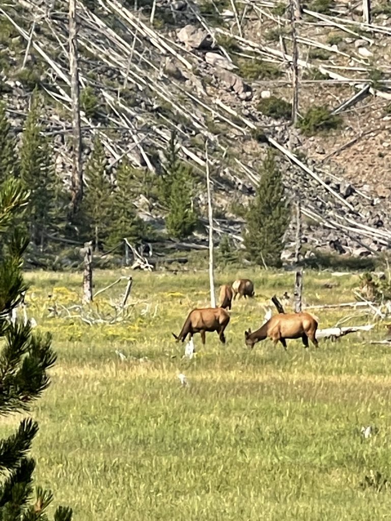 #21 Mi tse a-da-zi – Kathi Waligora